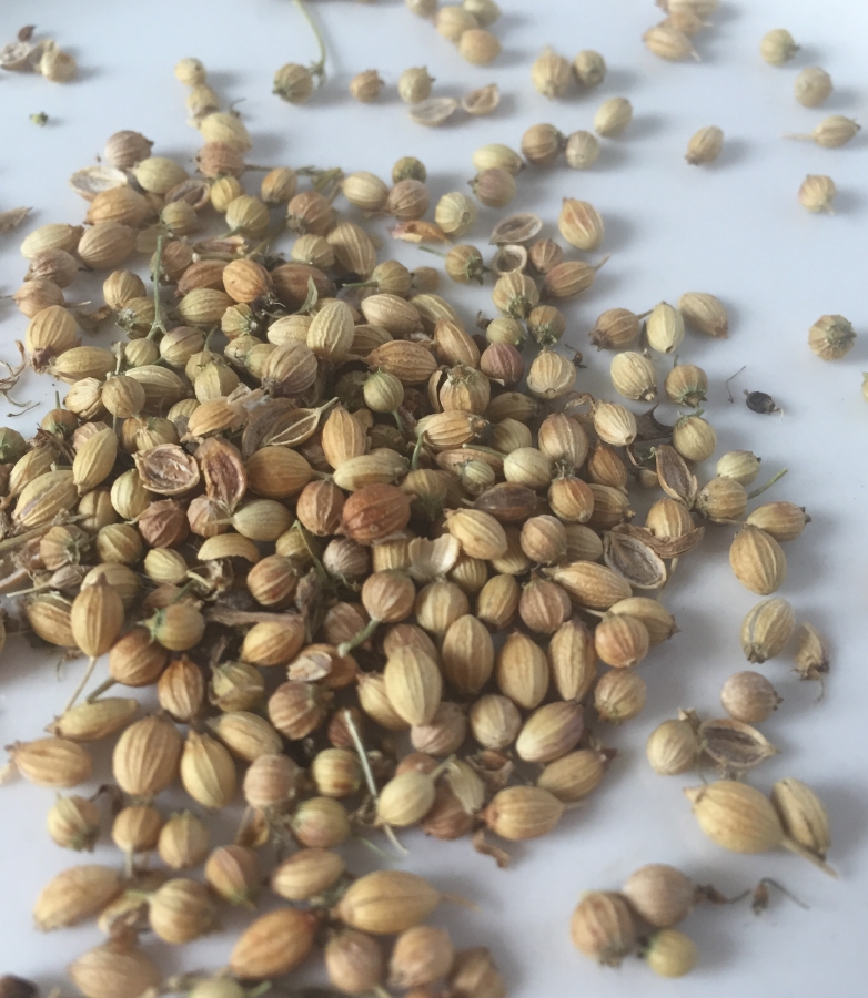 Therapeutic Benefits of Coriander – AromaAngie